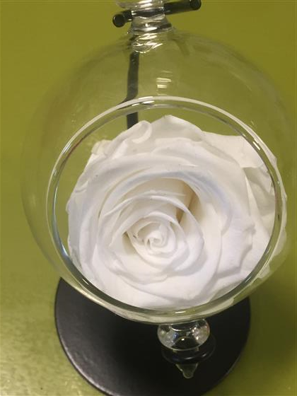 Glass Forever Rose White